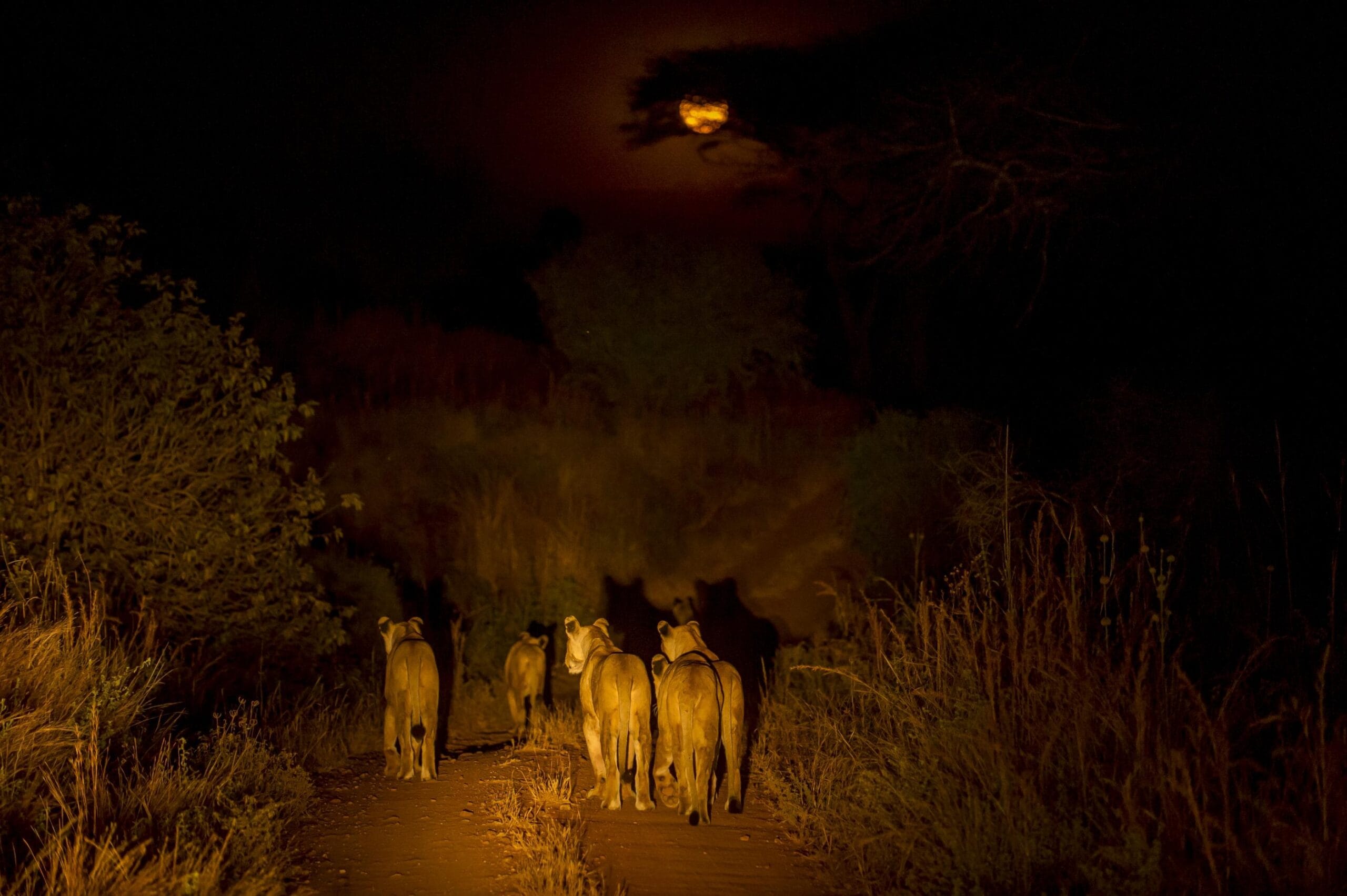 Night Game Drives – Tim Leperes Safaris